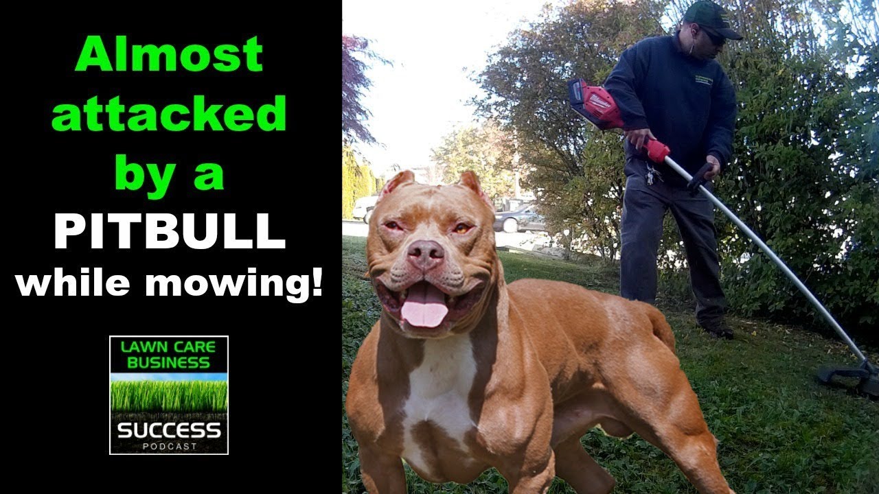 Almost attacked by a pitbull while mowing - Just another day in lawn ...