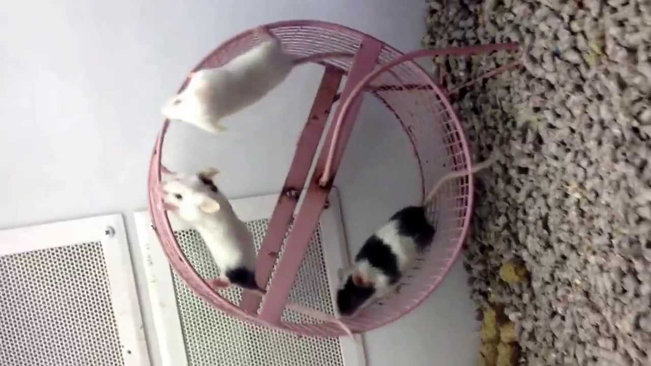 Crazy mice spinning on wheel. Cute funny crazy wild - YouTube