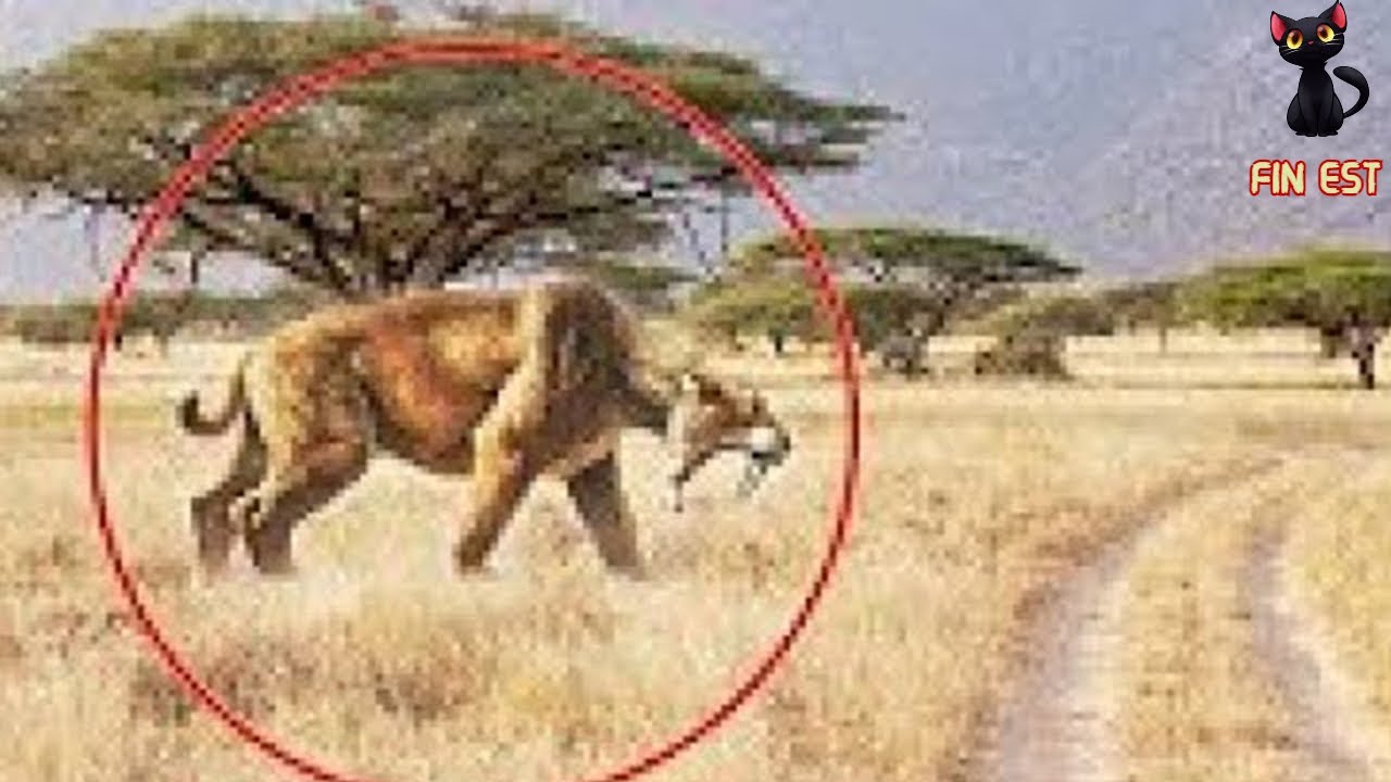TOP 6 EXTINCT Animals Captured in the Camera - YouTube