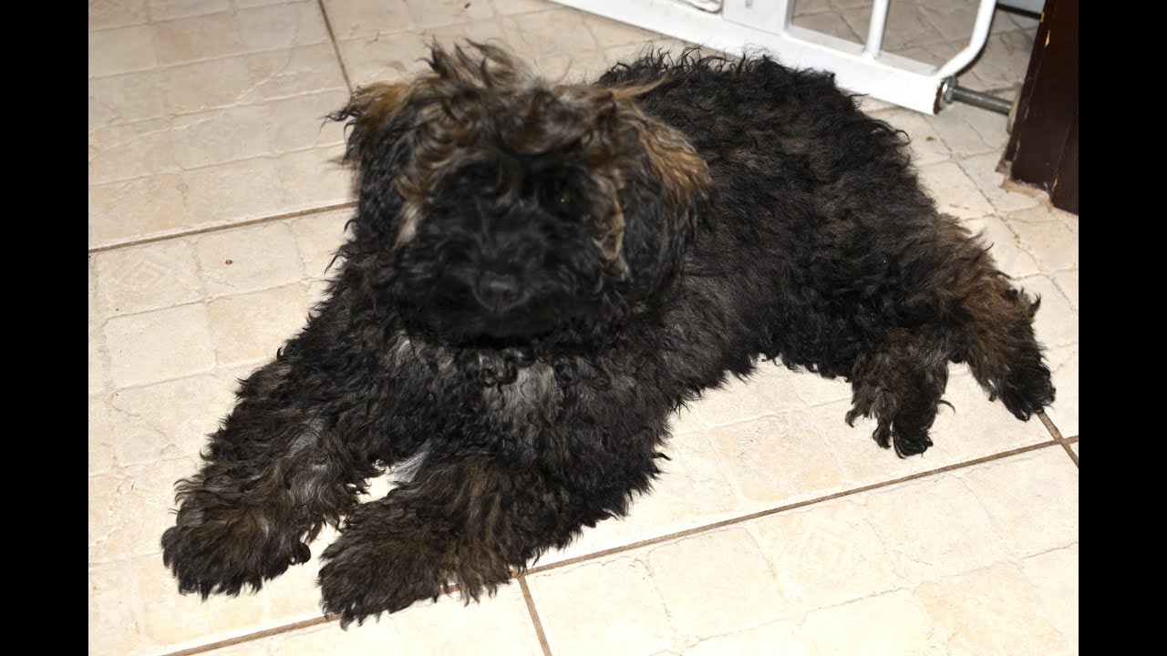 Cékla gazdit keres!!! 4 hónapos puli (maszkos fakó) - YouTube