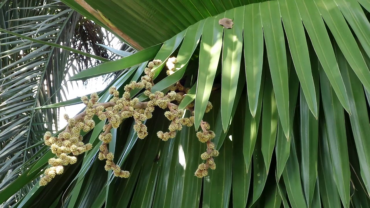 ปาล์มอ้ายหมี (Paam Aai Mee) - Cuban Petticoat Palm - YouTube