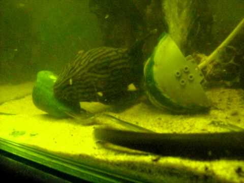 peces amazonicos 2 CALI COLOMBIA - YouTube