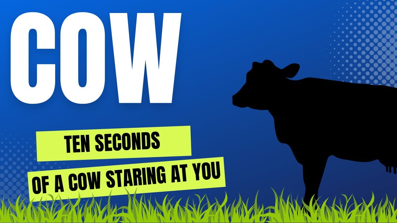 10 seconds of cow staring at you - YouTube