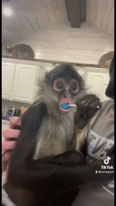 What it’s like owning a spidermonkey.. - YouTube