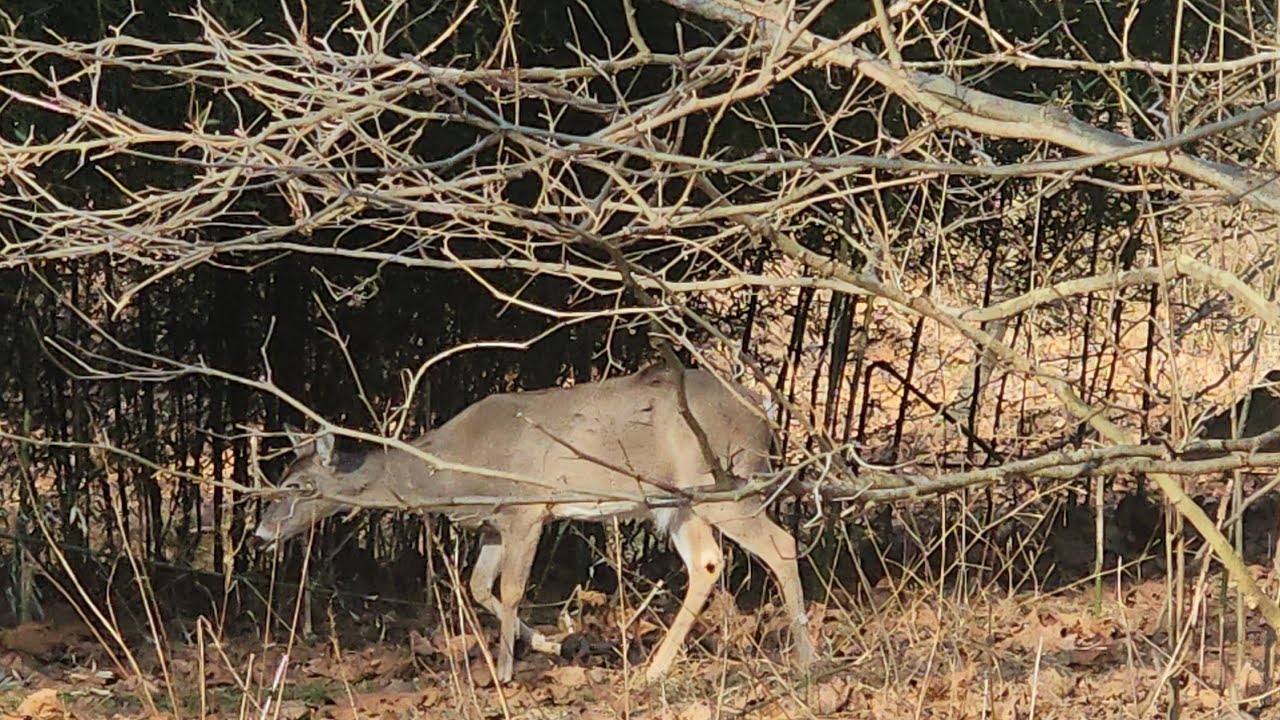 Deer having fun just laugh out load ||Sasa-pgm4681|| #deer #hiking # ...
