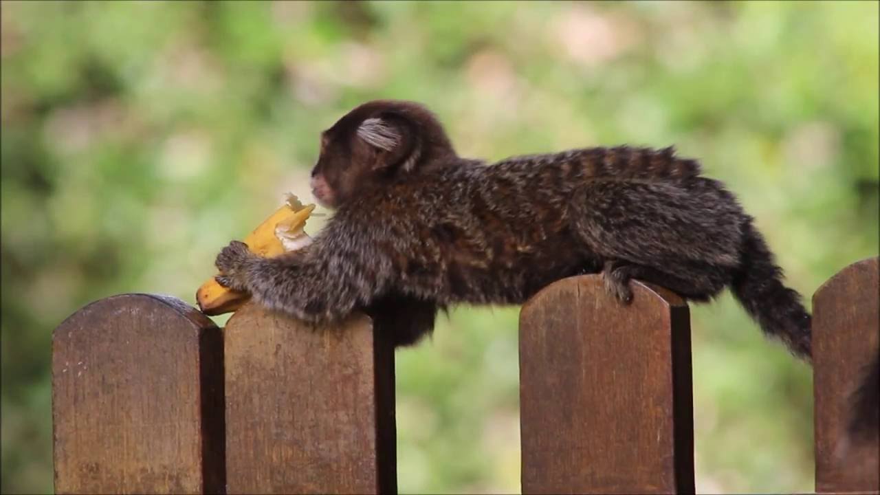 Feeding wild marmosets in Brazilian northeast - YouTube