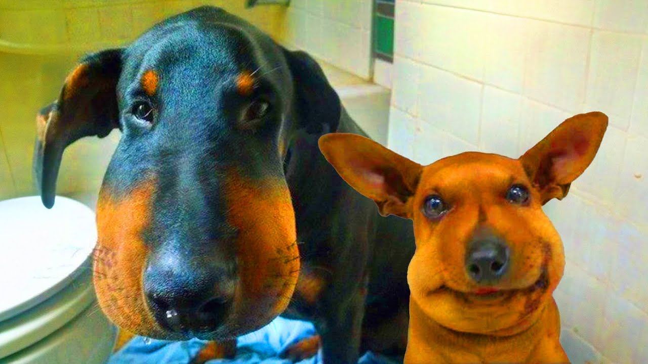 Perros Que Comieron Abejas - YouTube