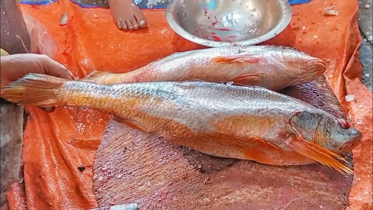 Amazing Poa Fish Cutting And Cleaning Skills in Fish Market | Fire Fish ...