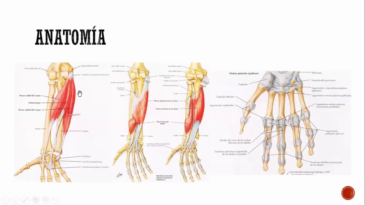 Anatomía De Los Tendones De La Mano