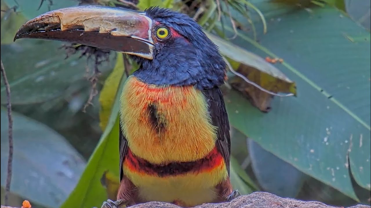 Collared Aracari