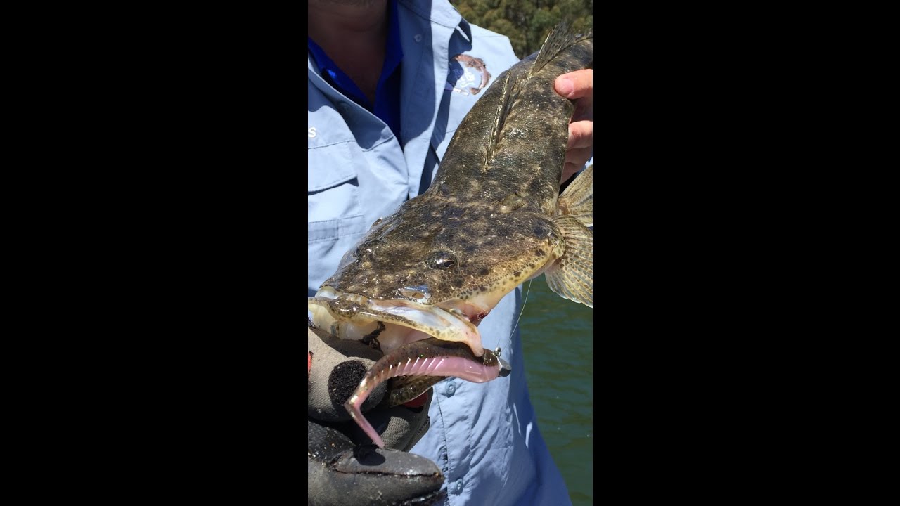 PRO LURE AUSTRALIA - Fishtails - YouTube