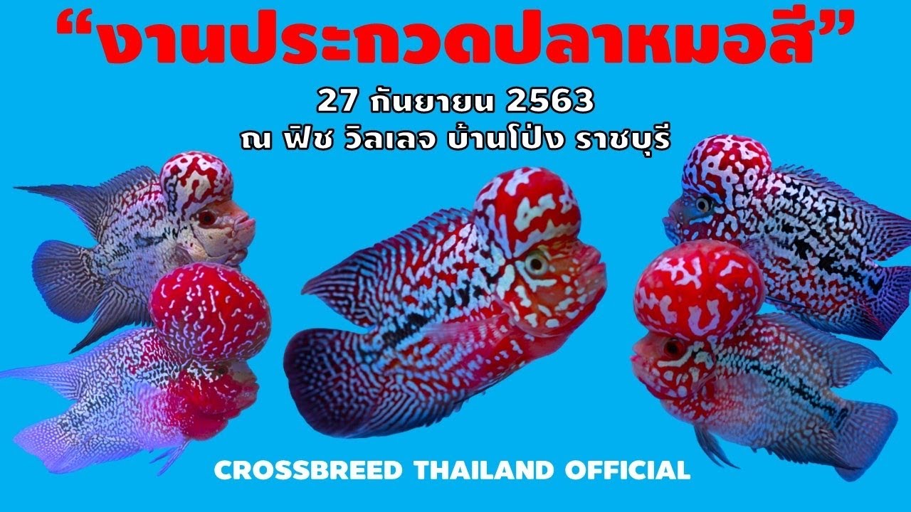 เทคนิคการเตรียมปลาประกวด และบรรยากาศงานประกวดปลาหมอสี 27 กันยายน 2563 ...