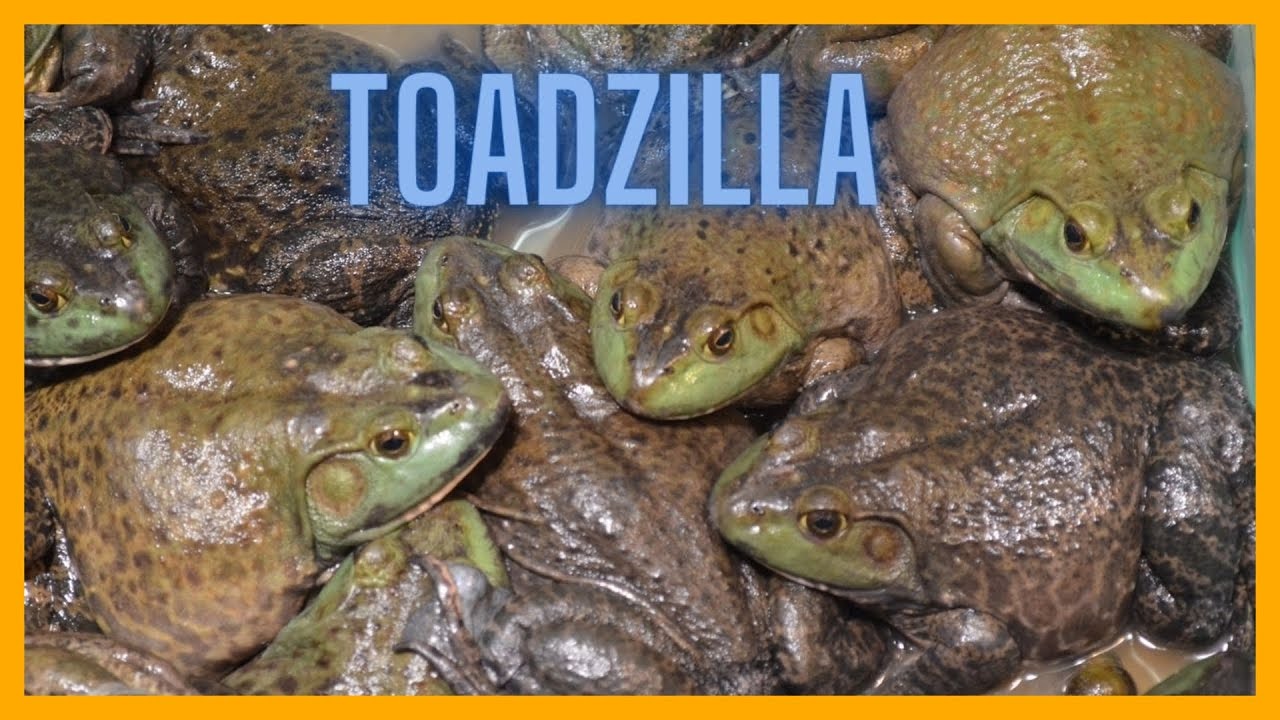 Toadzilla - the largest toad in the world from Australia - YouTube