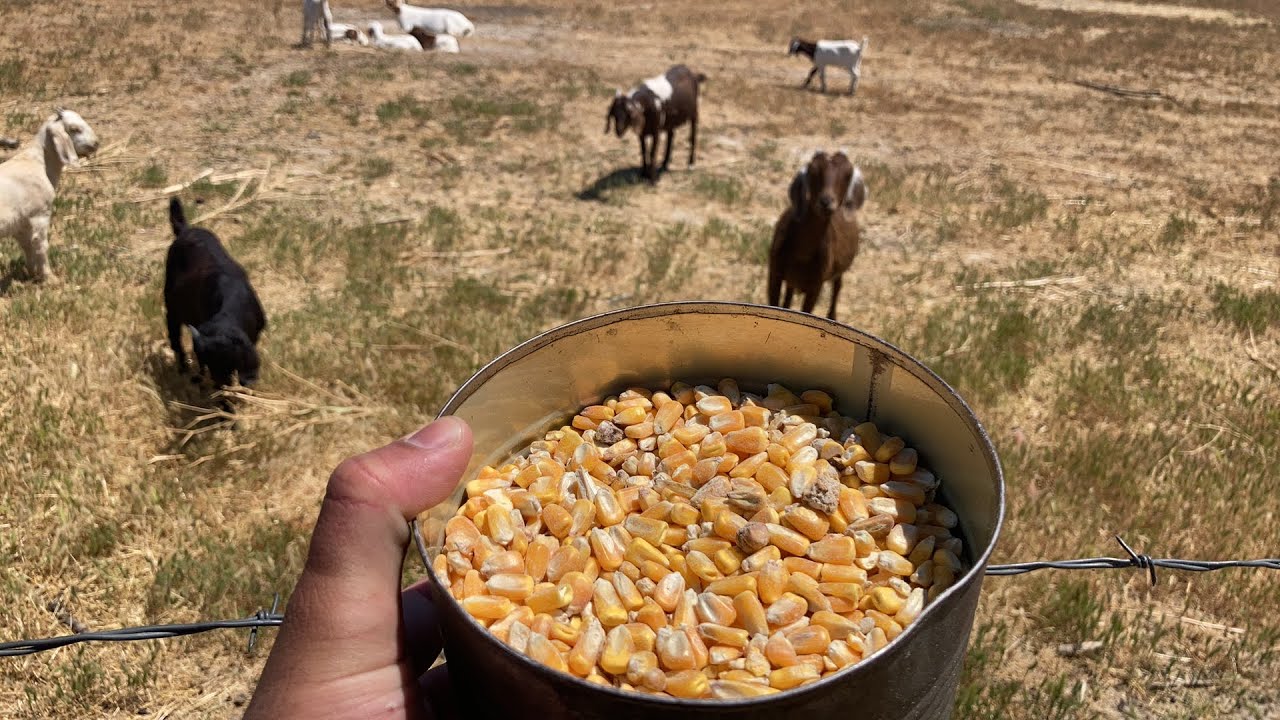 LIVE / BOER GOAT FEEDING - YouTube
