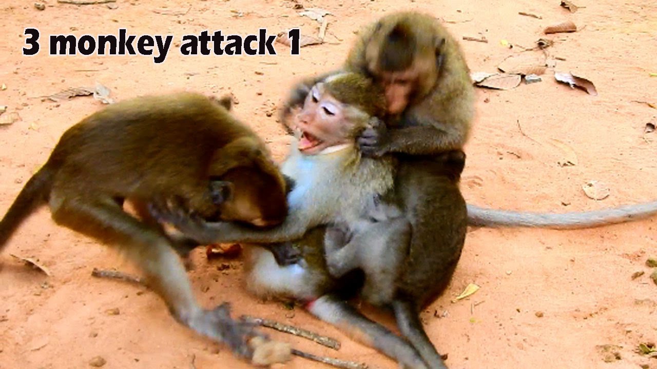 Monkey attack monkey very serious ! # 3 little monkey attack 1 big ...