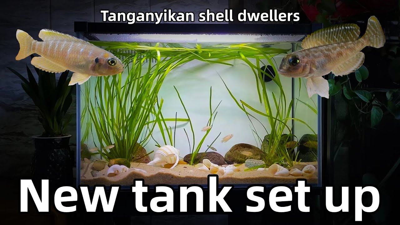 New Tanganyika shell dwellers tank set up - YouTube