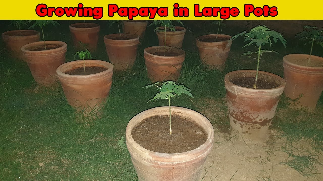 Growing Papaya in pots #shorts - YouTube