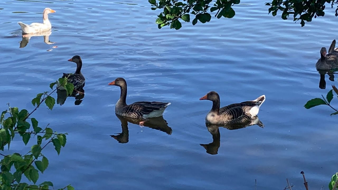 Redesmere Lake, Cheshire - YouTube