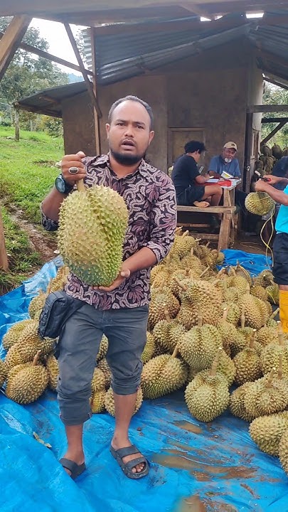 PANEN DURIAN SUPER JUMBO EXTRA BESAR - YouTube