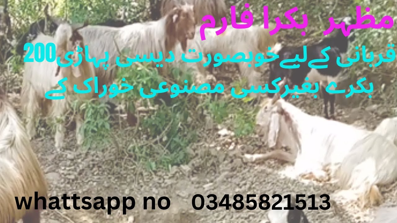daisi pahari bakry 2023 for Eid-ul-adha#sasty bakry#high weighted goat ...