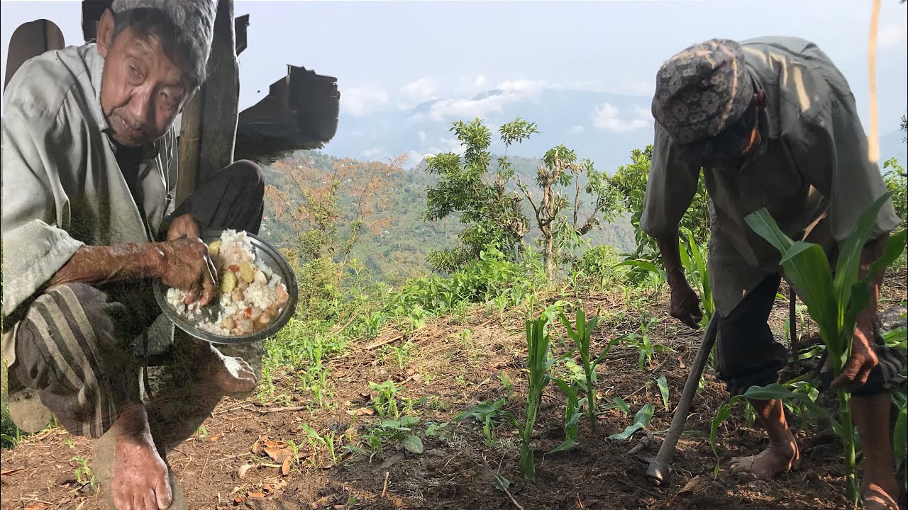 Poor Man Working In Corn Field For Daily Food | Village Lifestyle ...