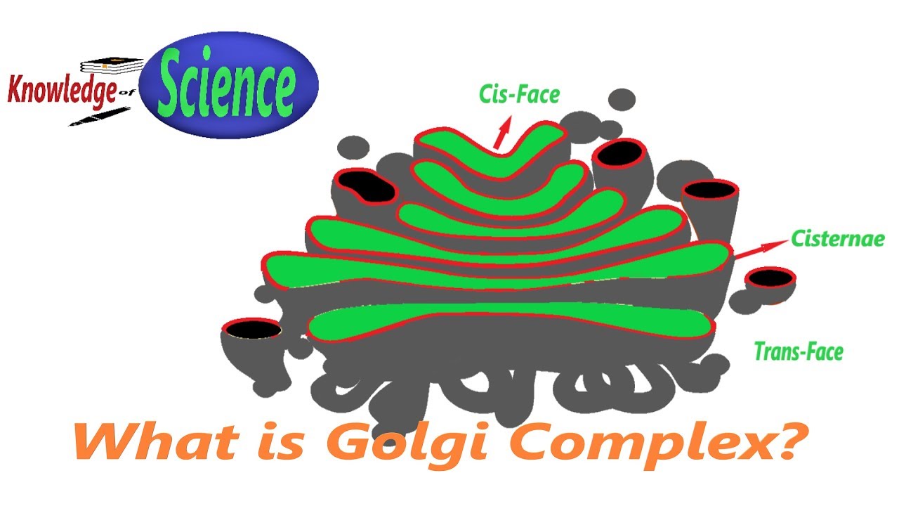 What is Golgi Complex | Post Office of Cell | गाल्जीकाय क्या है ...