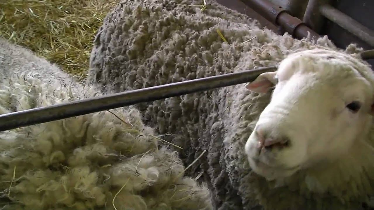 世界のめん羊館の羊たち @北海道士別市 1/2 Shibetsu Sheep Park, Hokkaido - YouTube