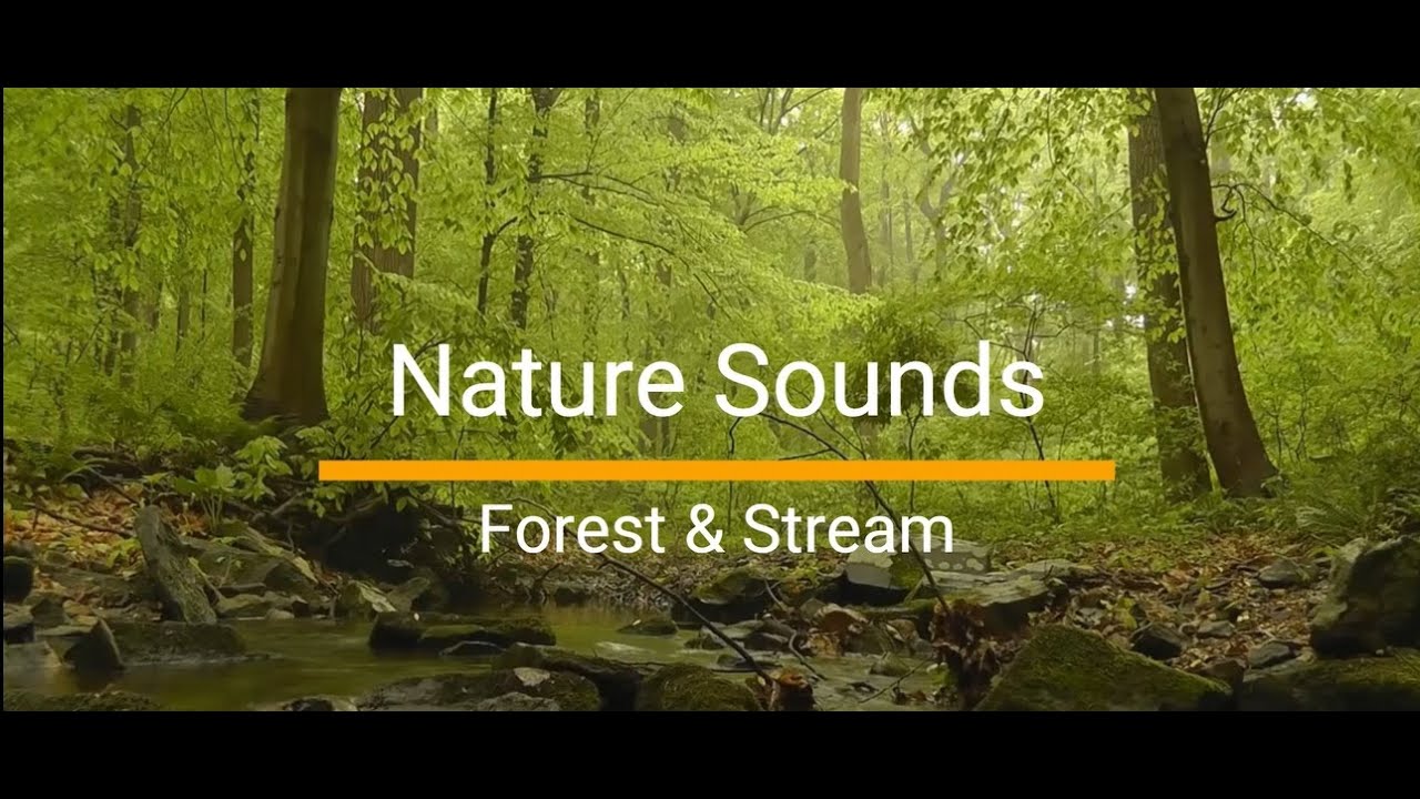 Nature Sounds - Ambient Forest Sounds #forestsounds #woodlandriver # ...