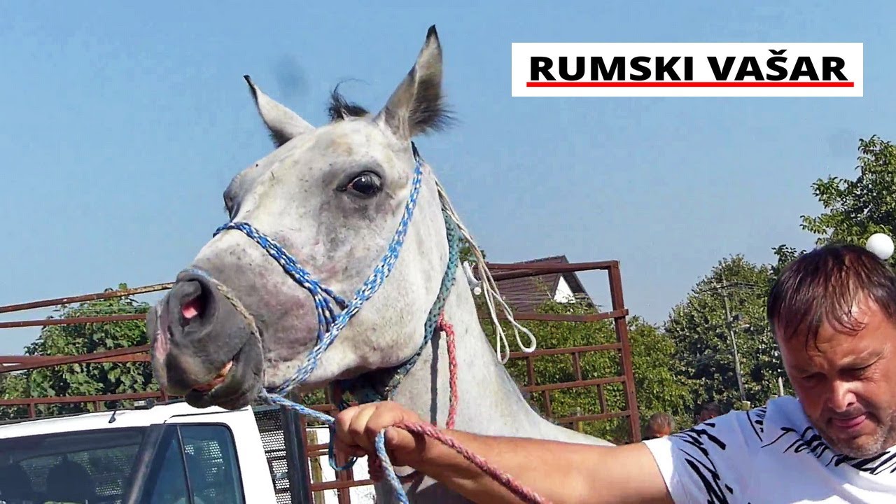 Rumski vašar konji - YouTube