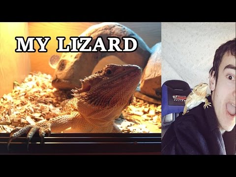 MY LIZARD - YouTube
