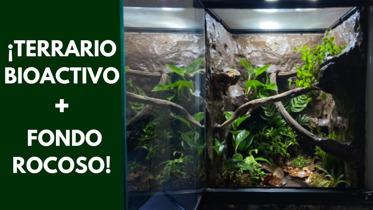 Terrario BIOACTIVO con FONDO ROCOSO para GECKO CRESTADO - YouTube