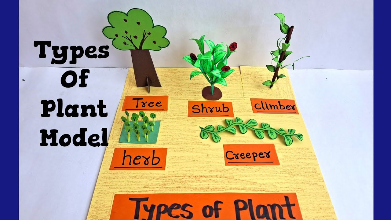 Types of Plant Science project Model |Science project for class 3,4| # ...