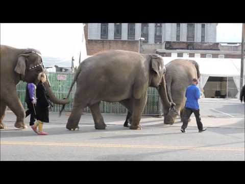 Ringling Bros Circus in Newark NJ at The Prudential Center - YouTube