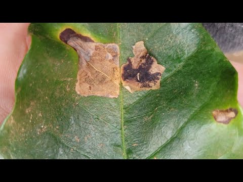 Manejo Integrado a Pragas - Bicho Mineiro no Cafeeiro ( Leucoptera ...