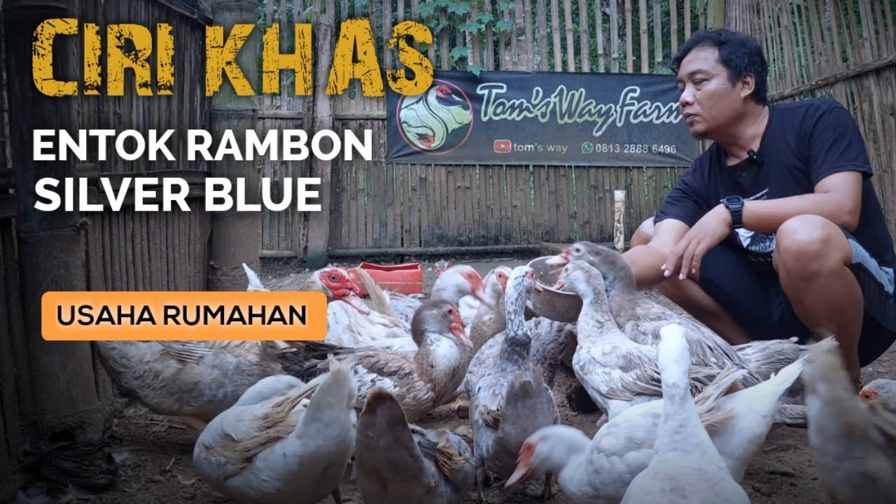 TERNAK ENTOK RAMBON SILVER BLUE l Dari 6 Ekor Menjadi Puluhan Ekor ...