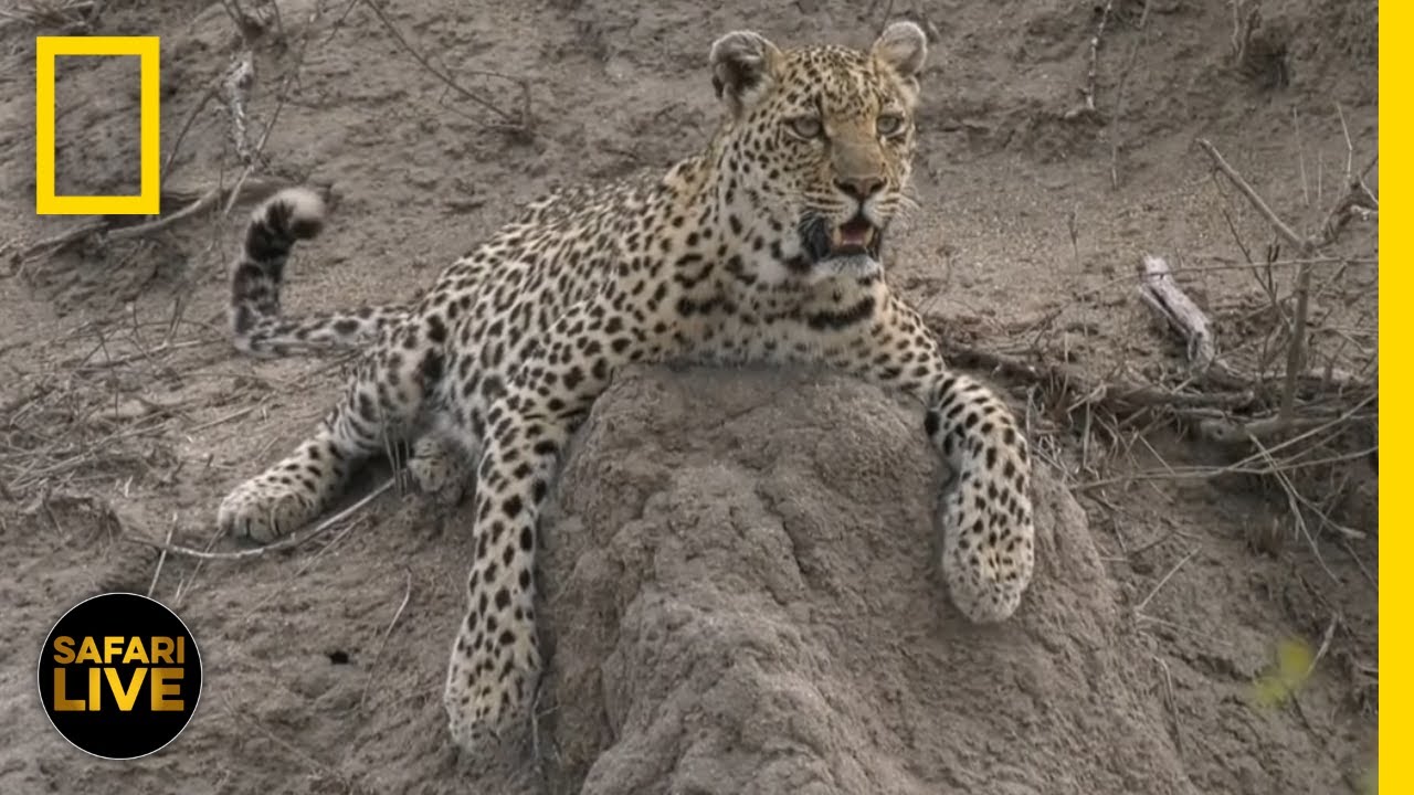 Safari Live - Day 59 | National Geographic - YouTube
