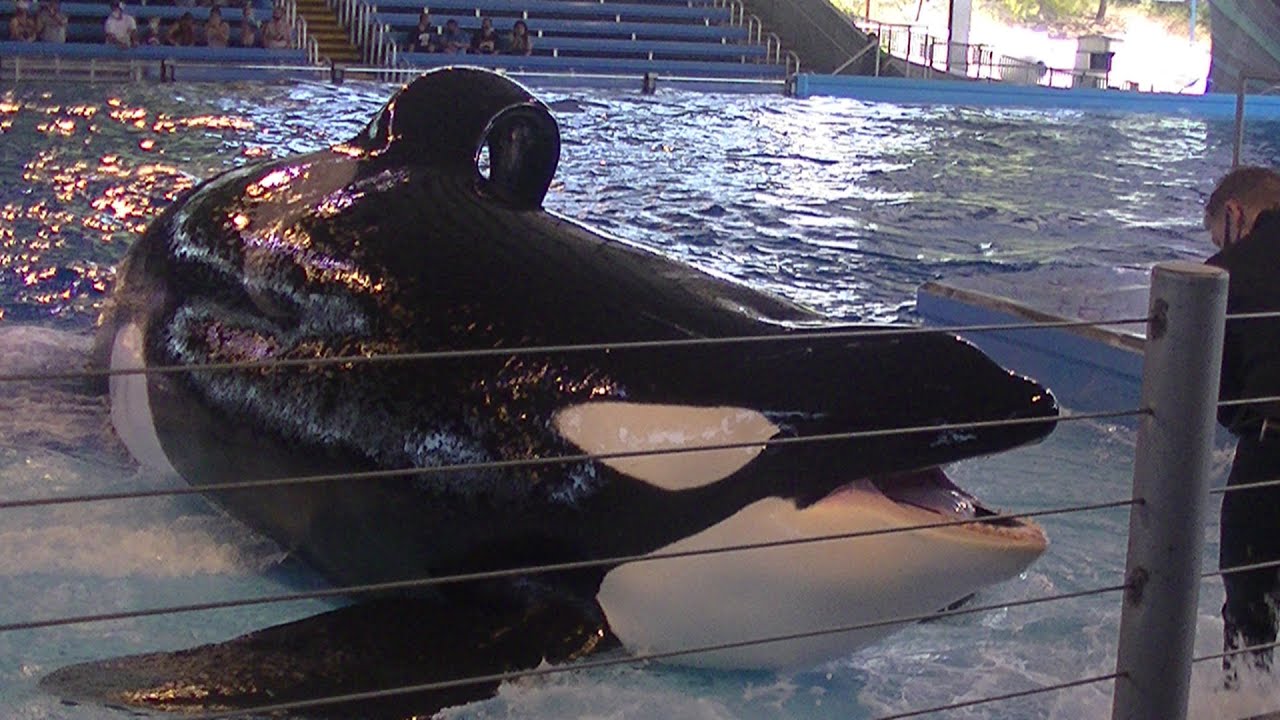 Man gets super soaked by Ky - Aug; 13, 2020 - SeaWorld San Antonio ...