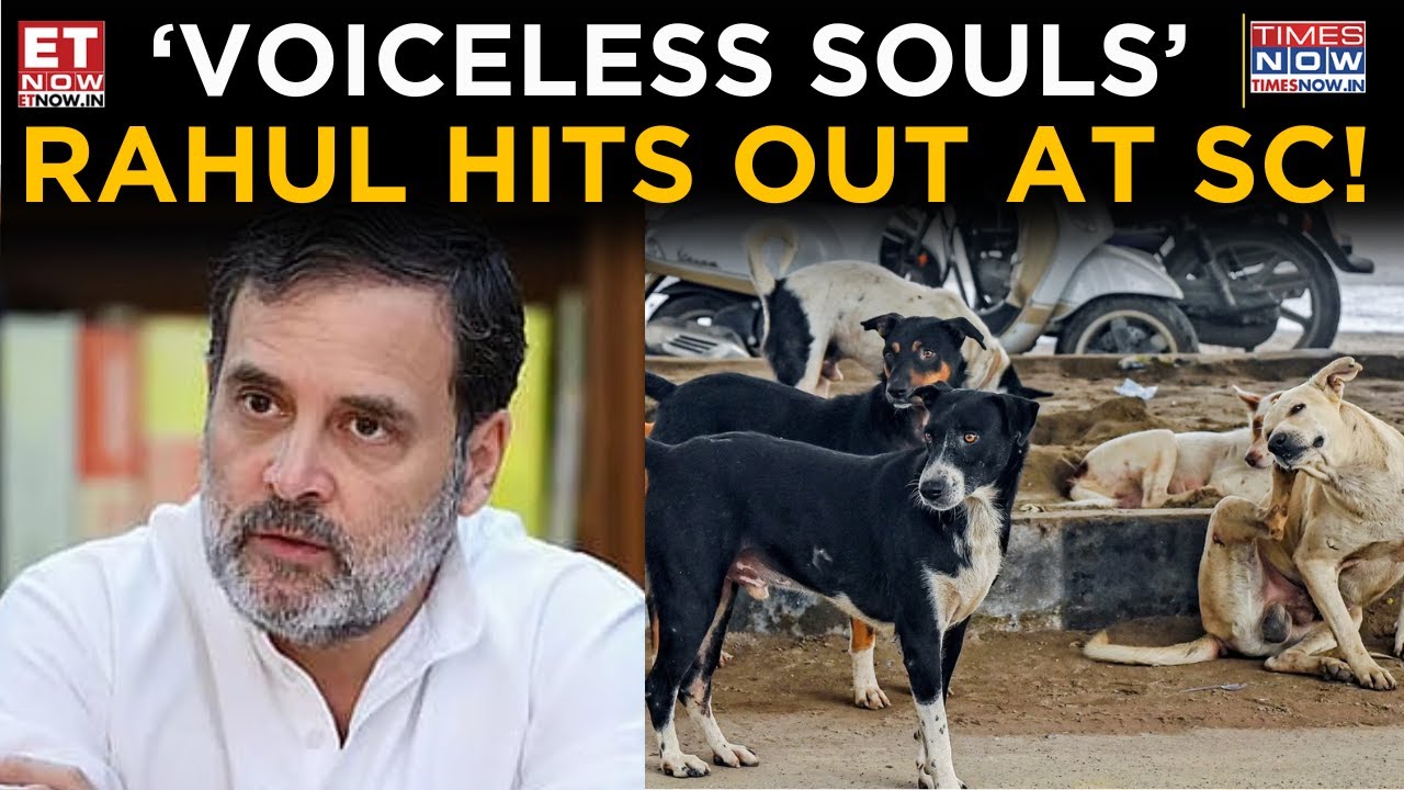 Rahul Gandhi Hits Out at Supreme Court’s Stray Dog Ruling | Defends ...