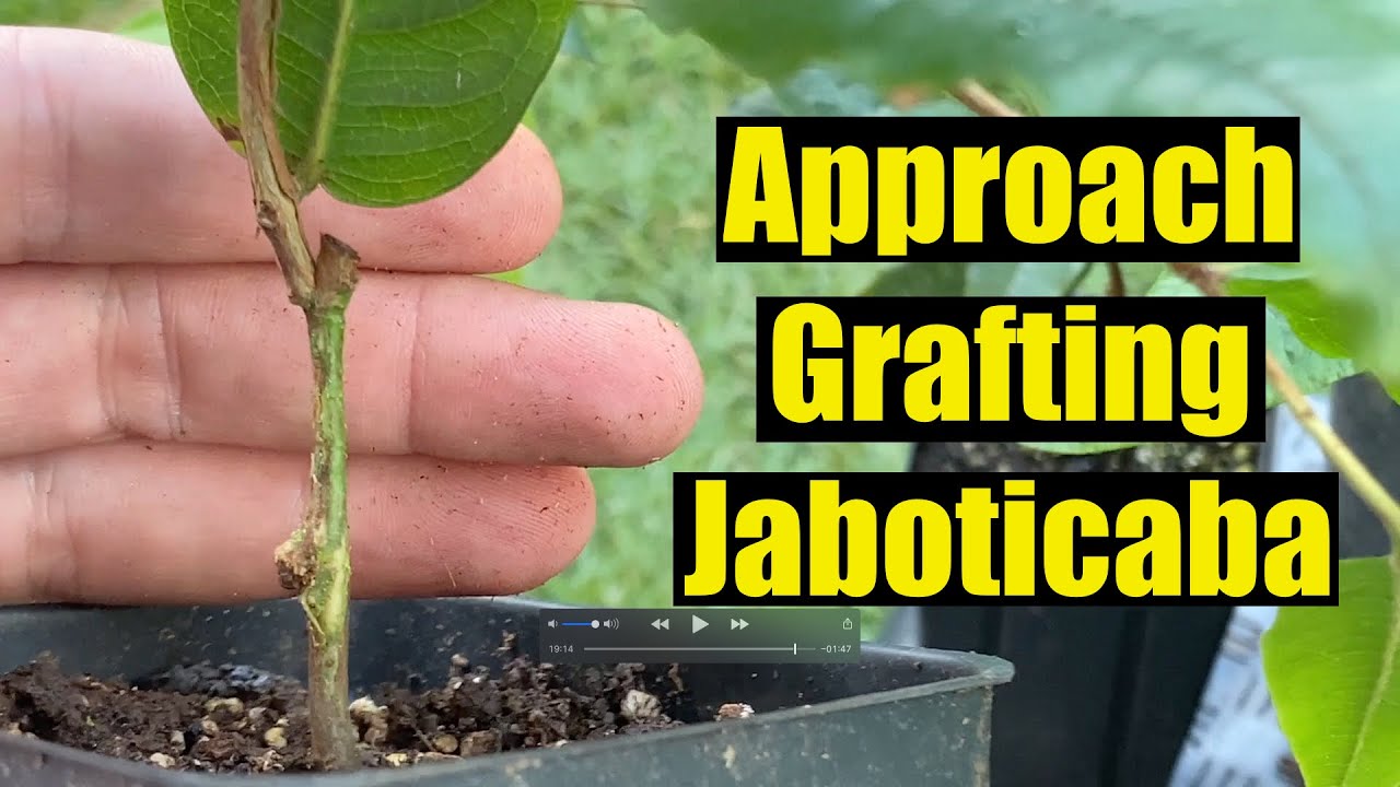 100% Success Rate Grafting - Clone Jaboticaba Trees - Anomaly ...