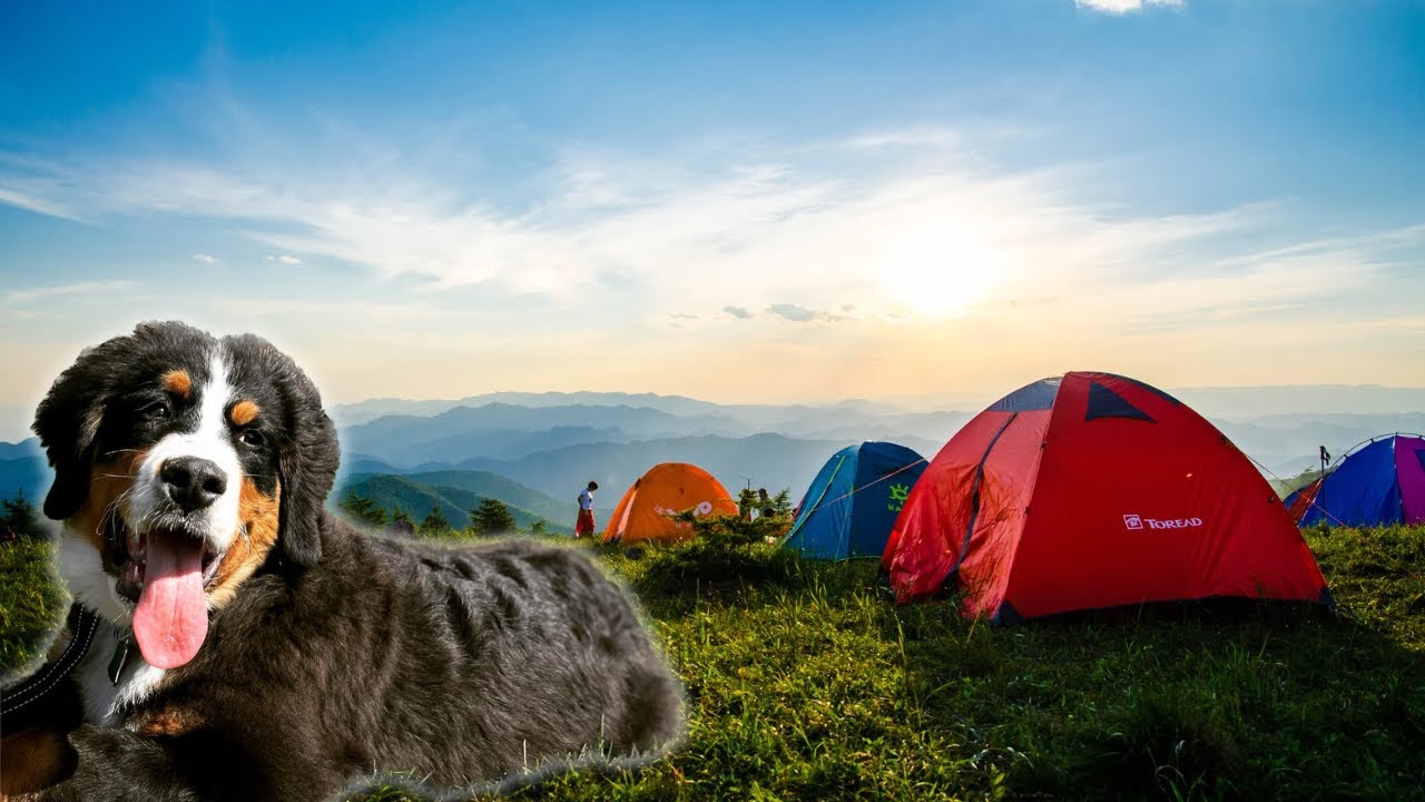Camping with a Bernese Mountain Dog - Life with a Bernese - YouTube