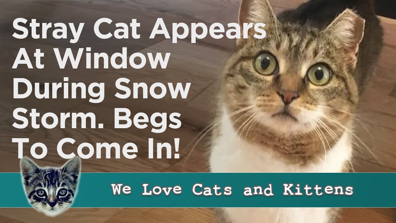 Crying Stray Cat Appears At Window During Snow Storm, Demanding To Be ...