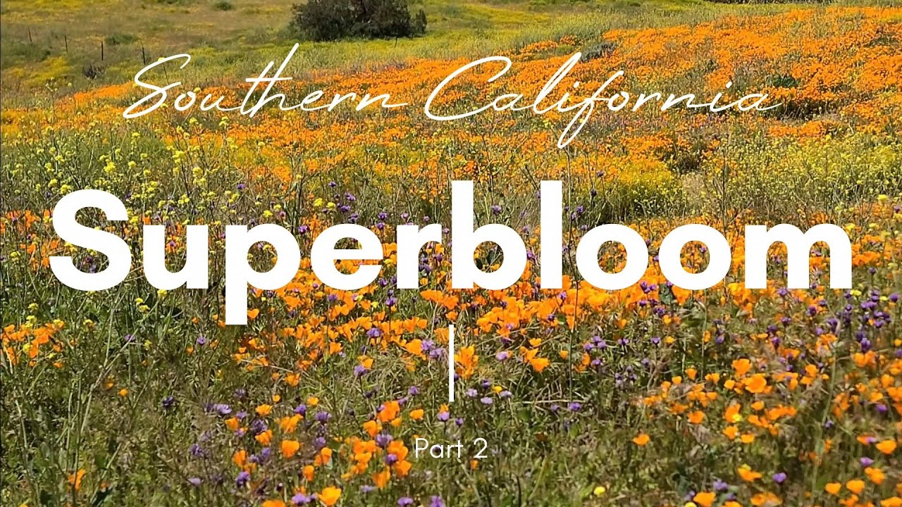 Southern California Superbloom Part 2, Drone view in 4K - YouTube