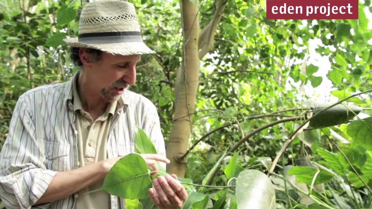 The story of the Bo tree, from the Eden Project - YouTube