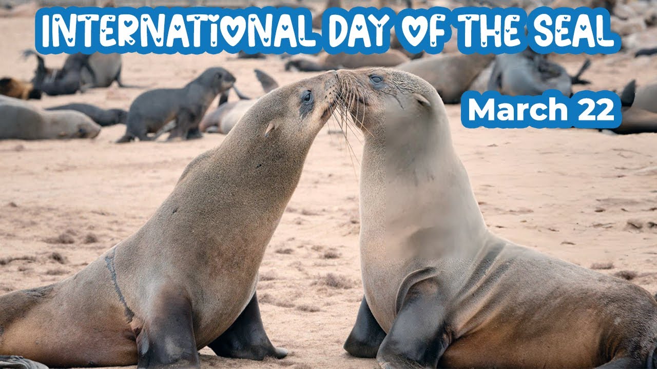 International Day of the Seal | Celebrating and Protecting These ...