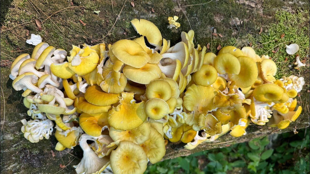 เก็บเห็ดนางรมสีทอง ฝนตกอากาศร้อน เห็ดเริ่มออก เห็ดนางรมสี ในอเมริกา ...