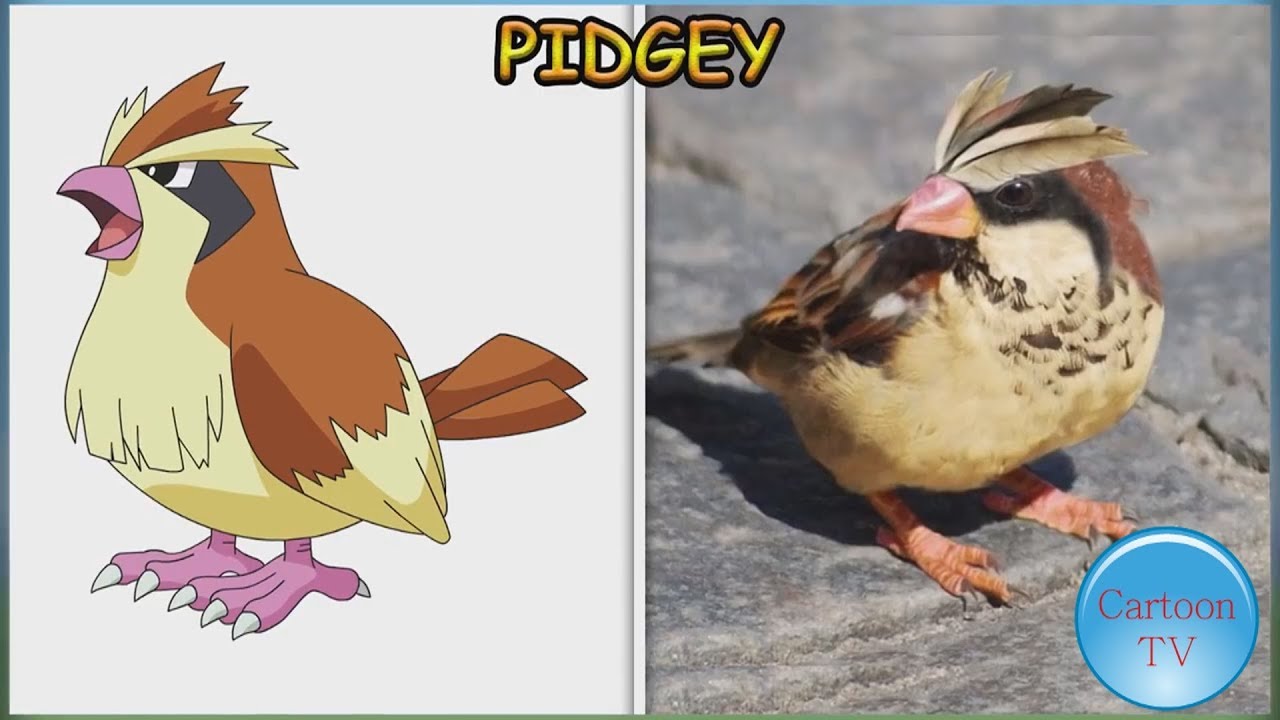 Pokemon In Real Life All Characters #8 - YouTube
