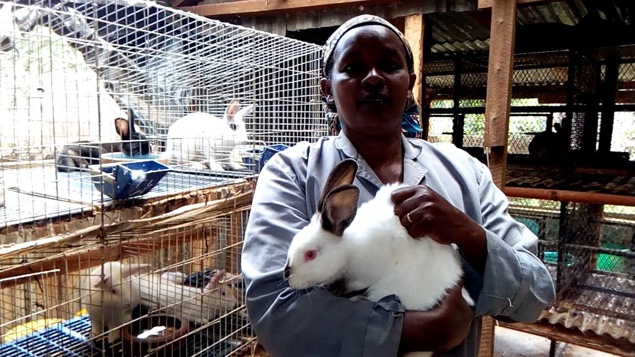 Rabbit farming in Kenya - YouTube