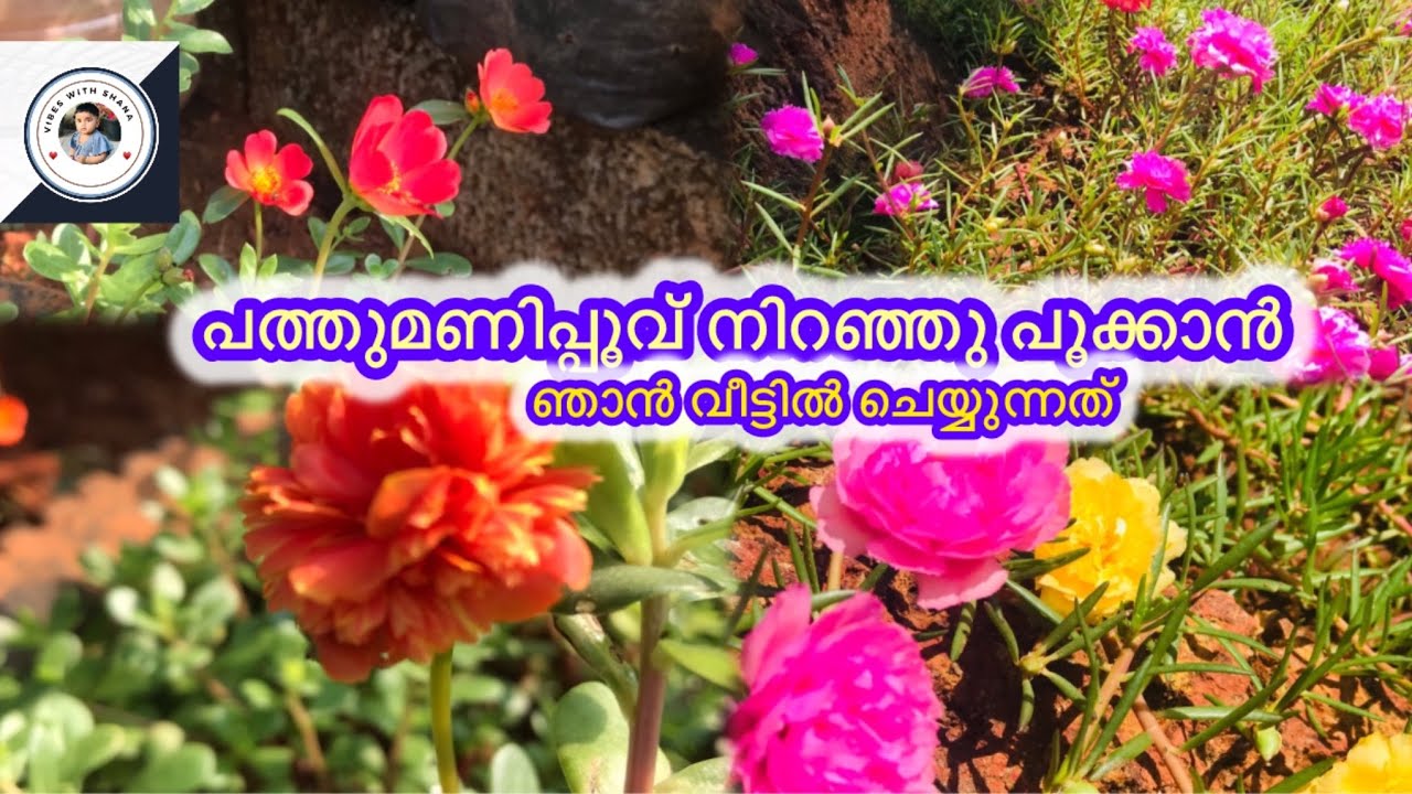 പത്തുമണിപ്പൂവ് നിറഞ്ഞു പൂക്കാൻ ഞാൻ വീട്ടിൽ ചെയ്യുന്നത്/Pathumani Poovu ...