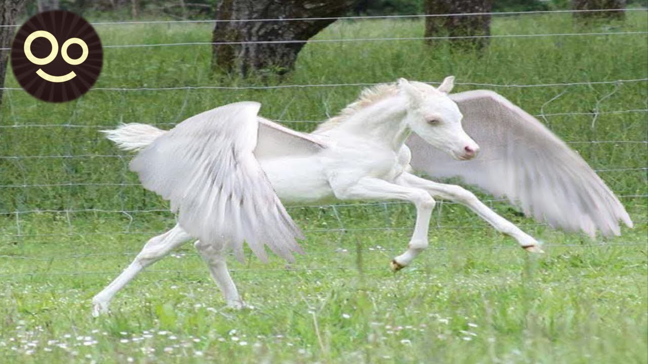 6 PEGASOS Reales Captados en Video - YouTube
