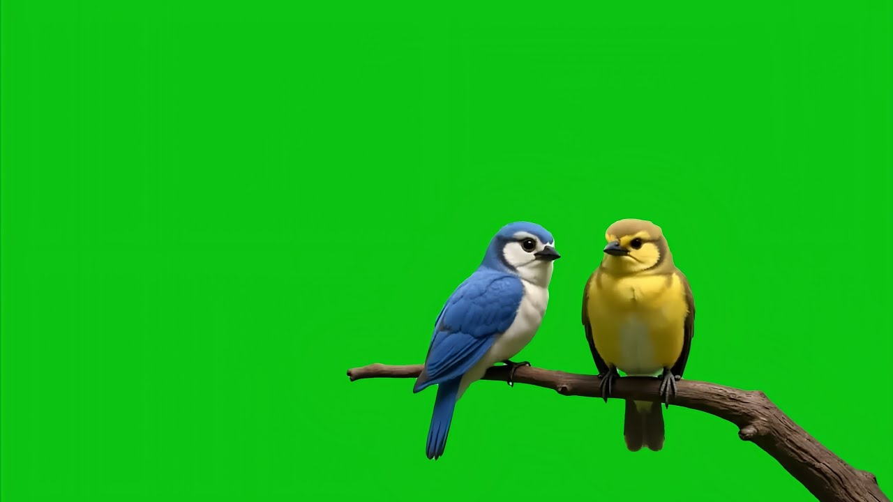 Flying birds cartoon style green screen | Two colorful birds green ...
